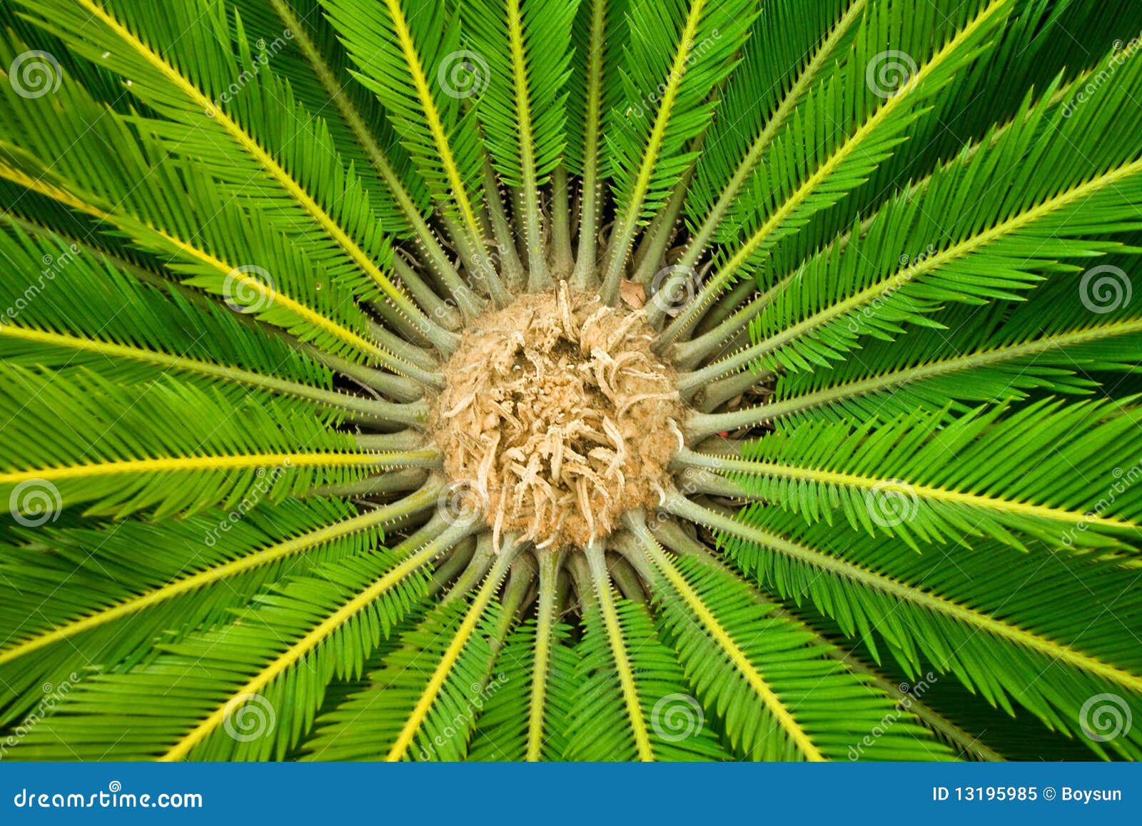 CYCAD PLANT stock image. Image of trunk, evergreen, ingredient - 13195985