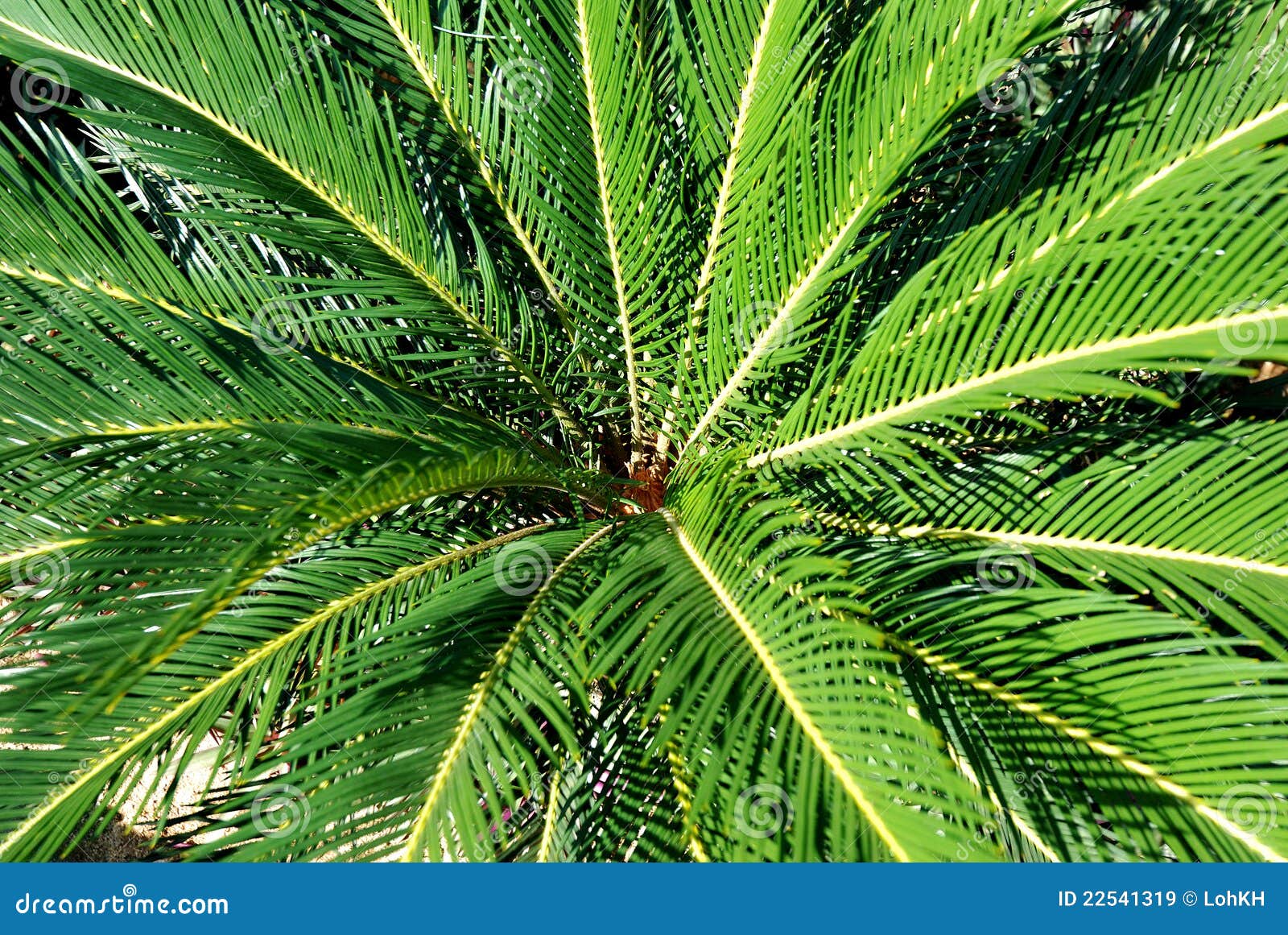 Cycad plant stock image. Image of abstract, plant, focus - 22541319
