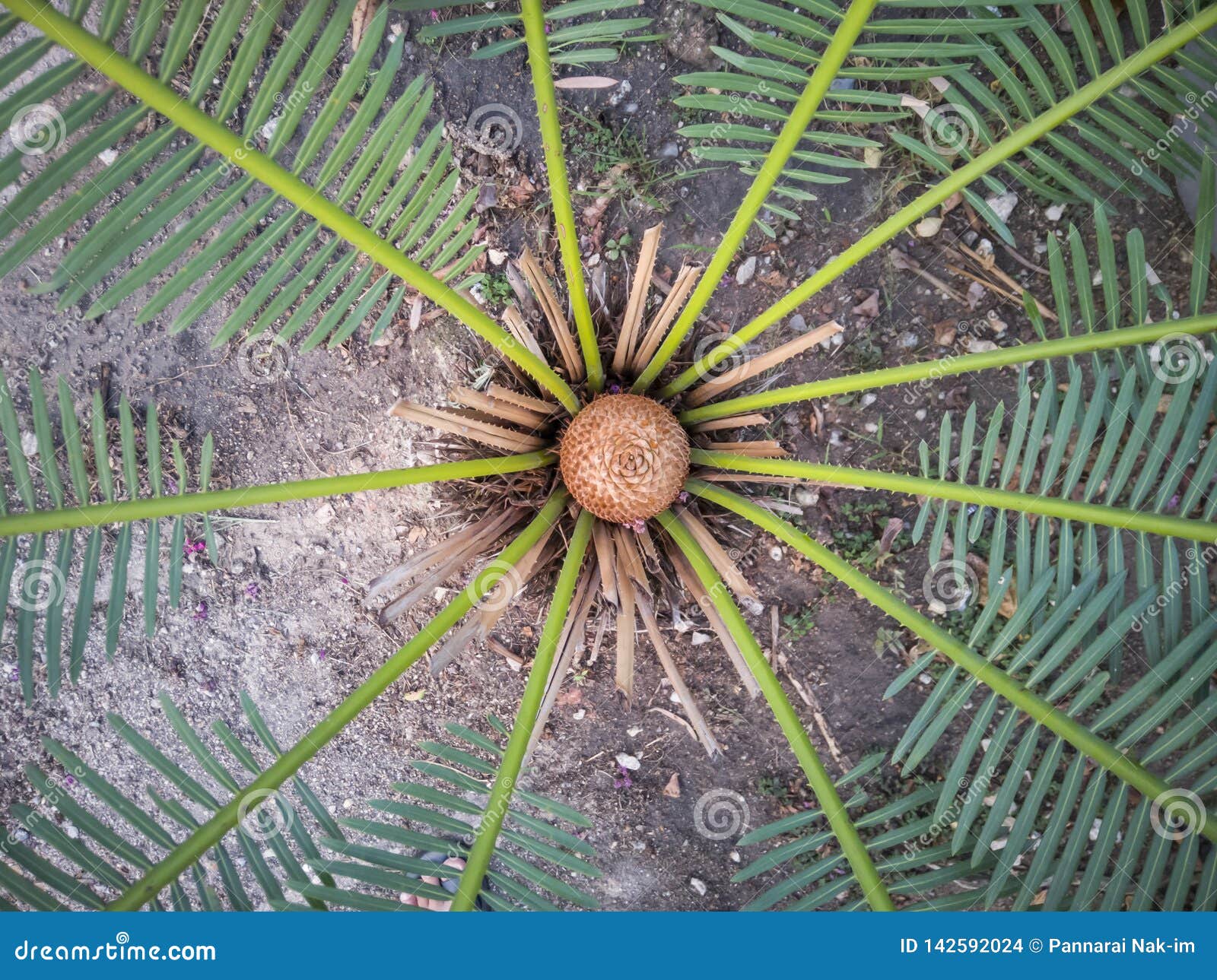Cycad plant in the garden. stock photo. Image of natural - 142592024
