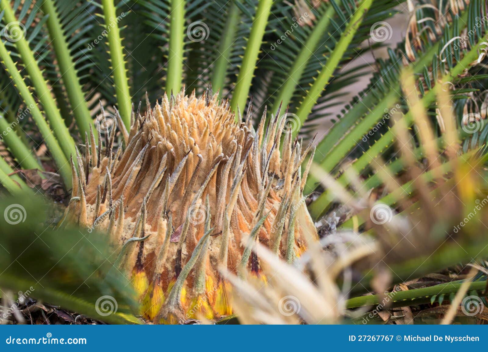 Cycad Plant with New Leaves Stock Image - Image of garden, flora: 27267767