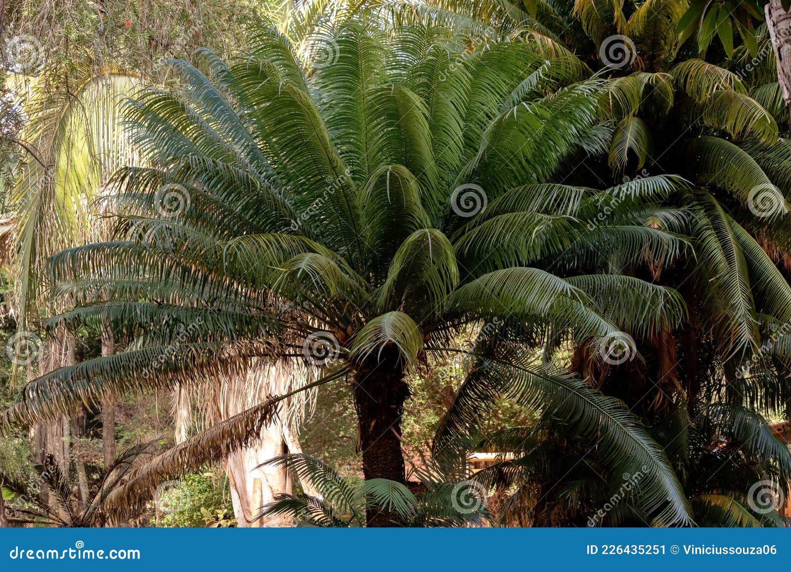 Cycad Plant Tree stock image. Image of leaf, cycadopsida - 226435251