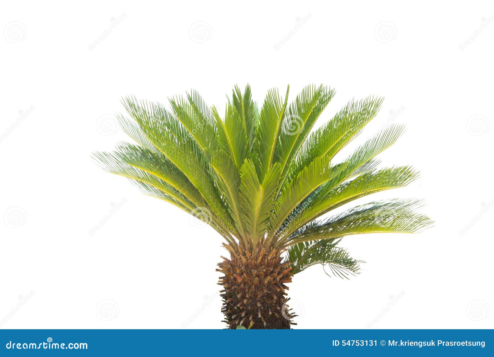 Cycad Revoluta on a White Background. Stock Image - Image of foliage ...