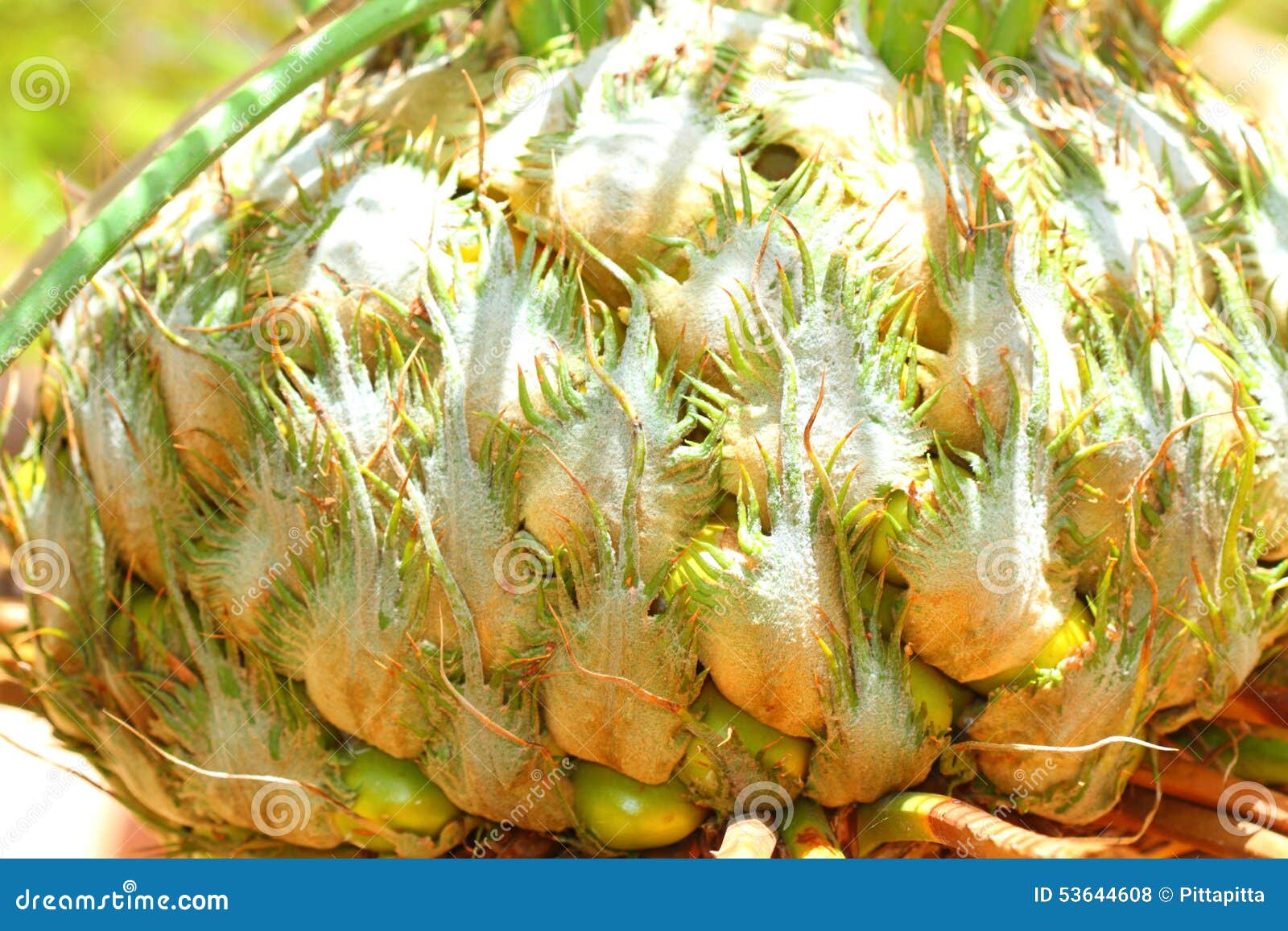 Cycad seeds and fruit stock photo. Image of structure - 53644608