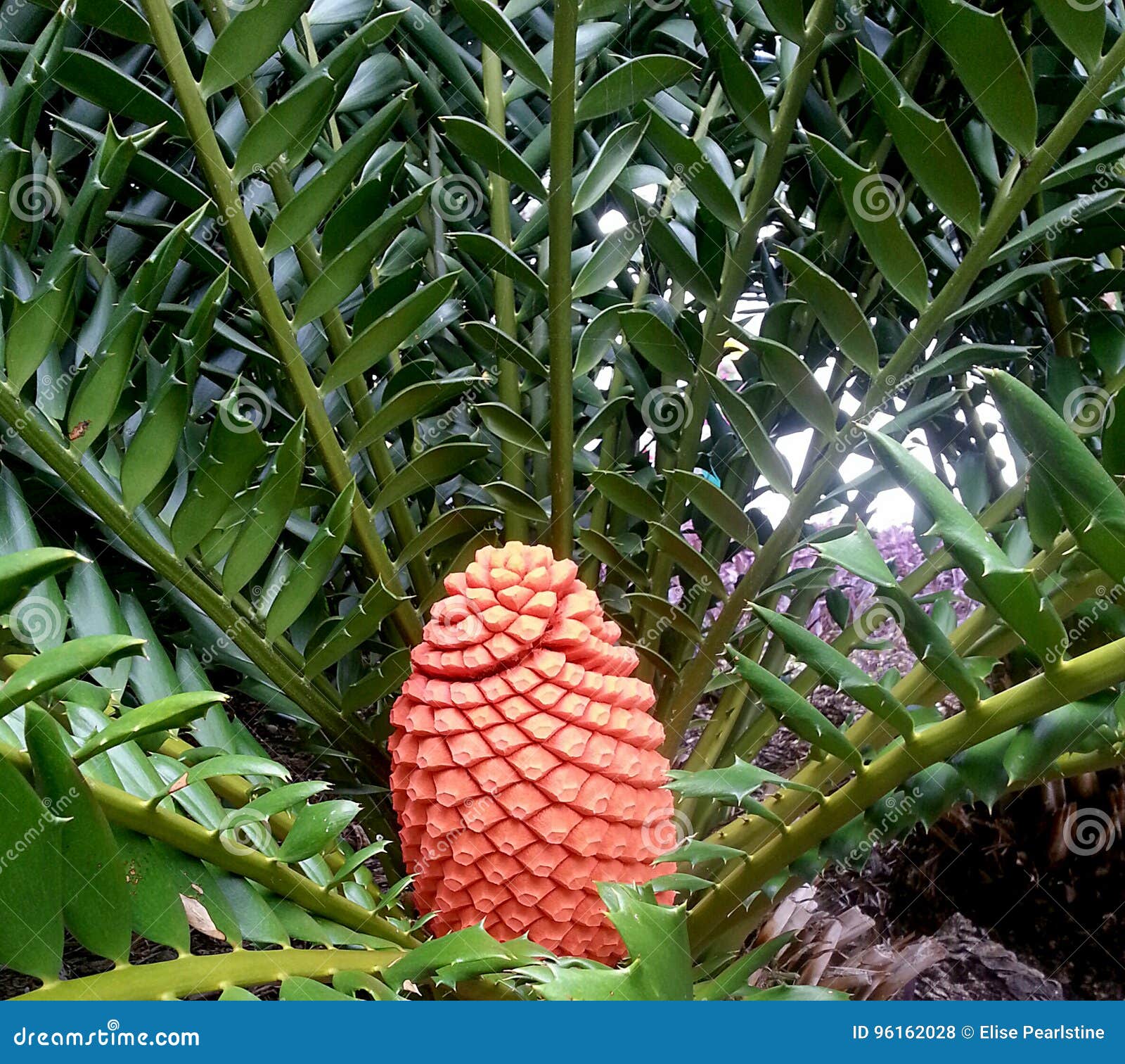Cycad with Sharp Leaves and Orange Patterned Fruit Stock Photo - Image ...