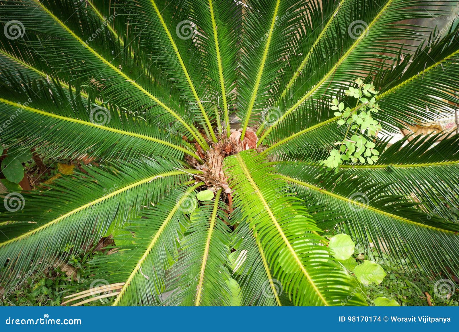Cycad tree stock photo. Image of holiday, foliage, branch - 98170174