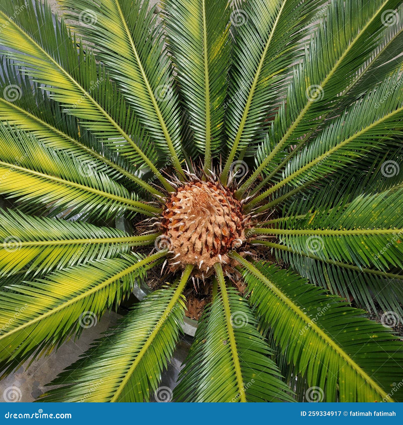 Cycad Tree Ornamental Plant Stock Image - Image of plant, cycad: 259334917