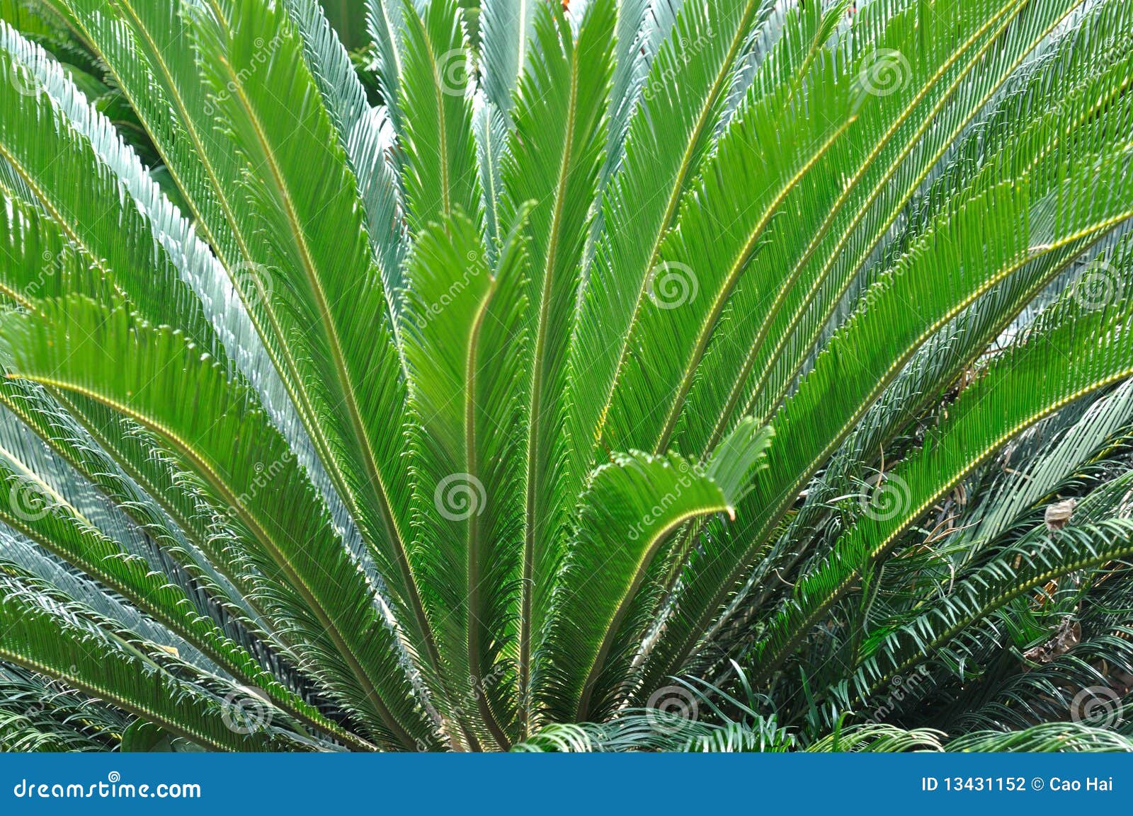 Radial LEaf Of A Penca Palm Royalty-Free Stock Photo | CartoonDealer ...