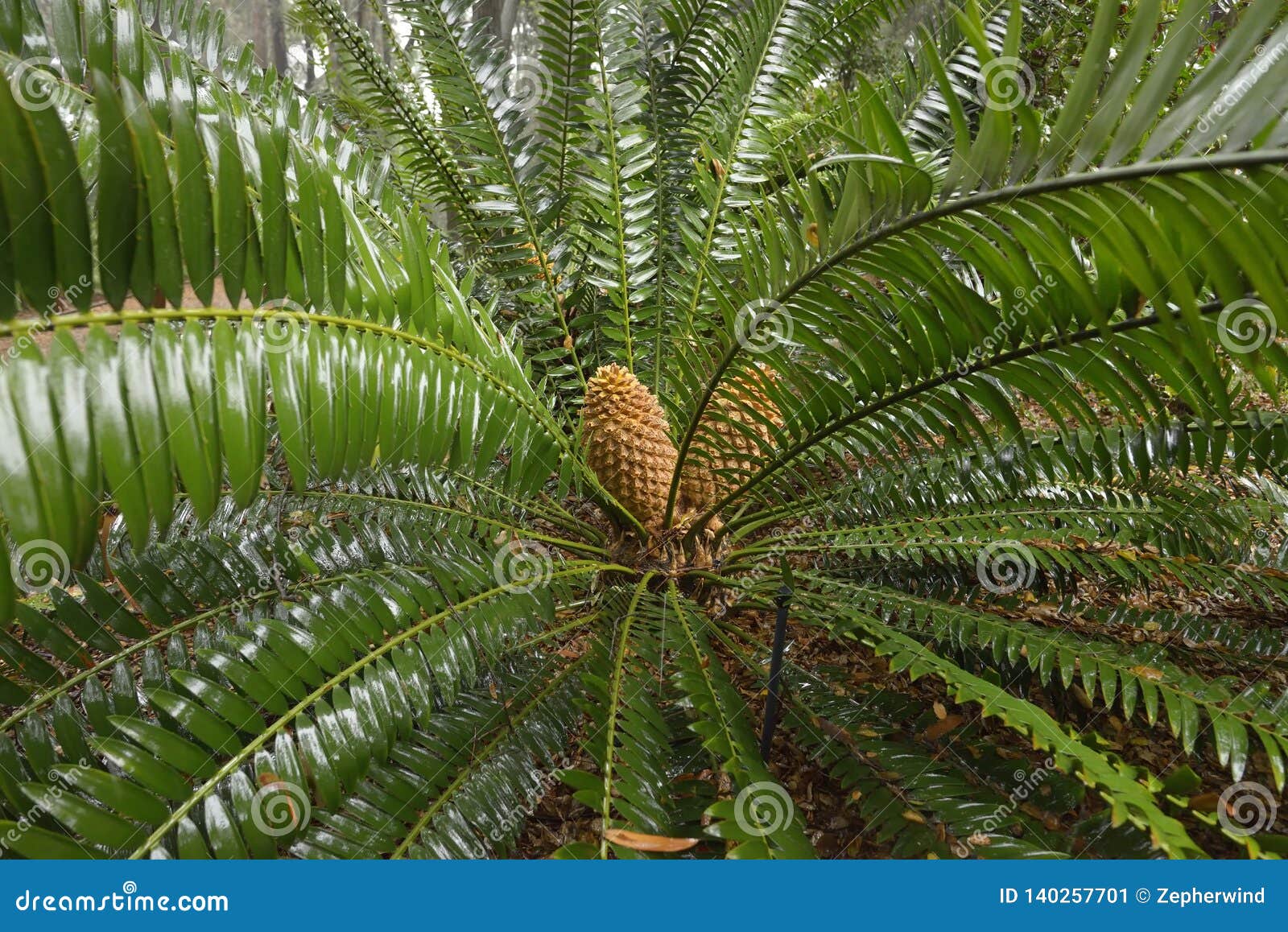 Cycads stock image. Image of flora, cycads, garden, years - 140257701