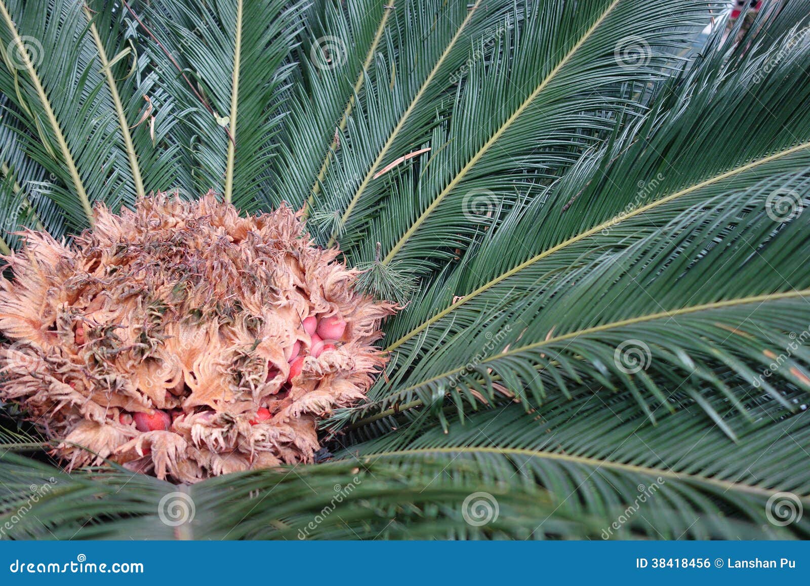 Cycas stock photo. Image of gymnosperms, natural, japan - 38418456