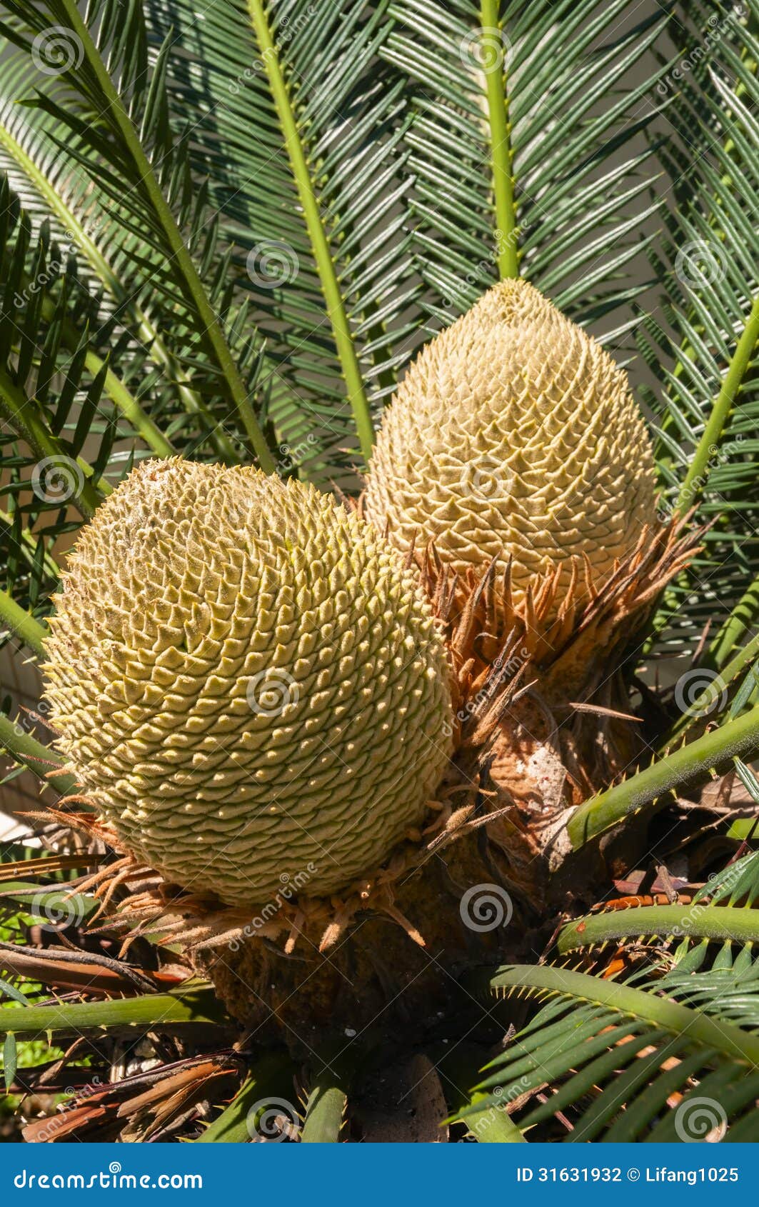 Cycas stock photo. Image of garden, tree, spike, shape - 31631932