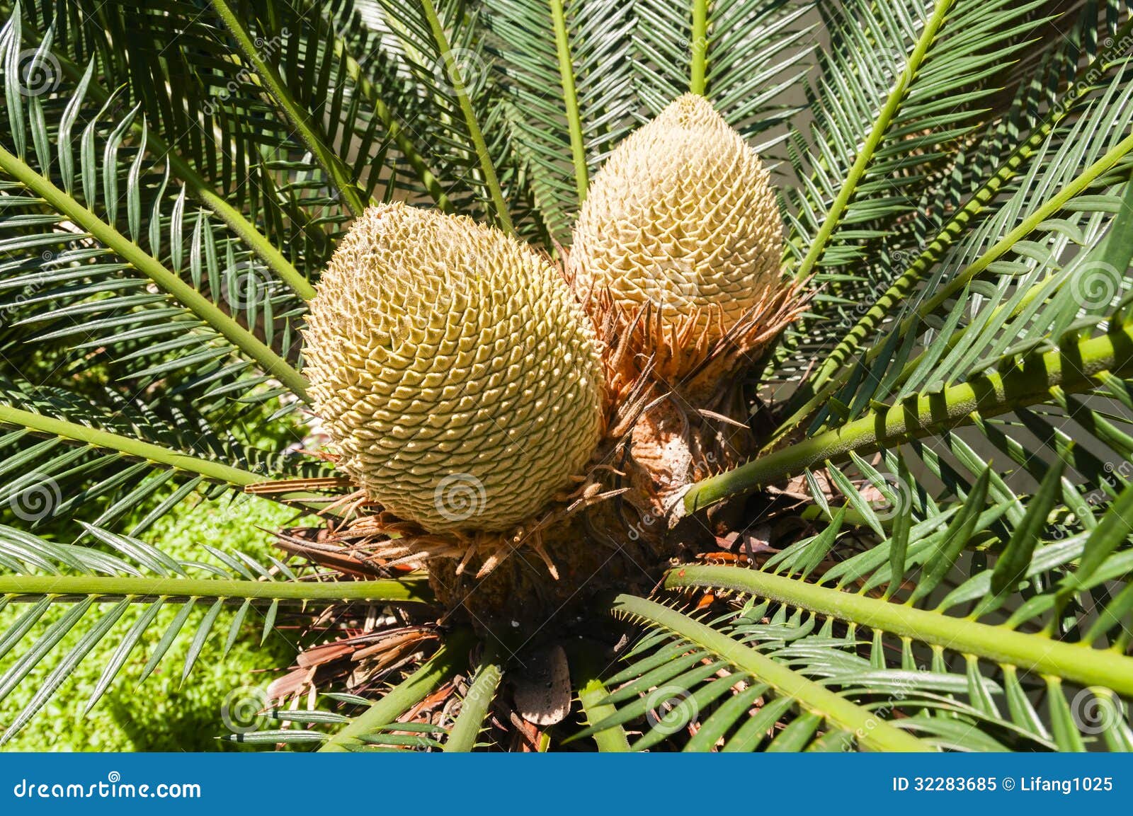 Cycas stock image. Image of head, thorn, plant, tree - 32283685