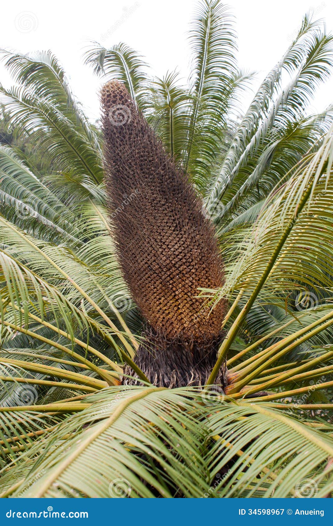 Cycas de sagou image stock. Image du femelle, stationnement - 34598967