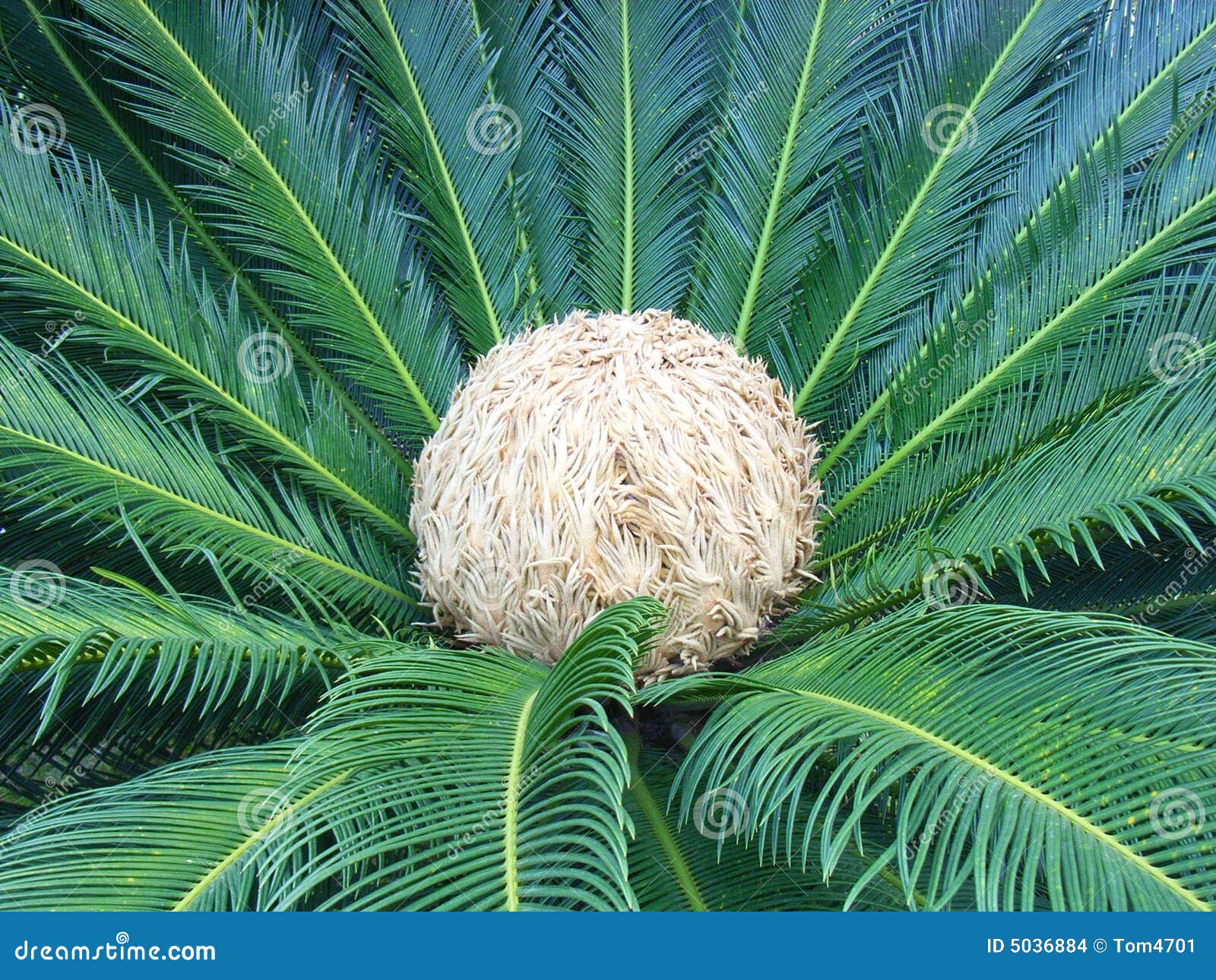 Cycas flower stock photo. Image of summer, southern, seldom - 5036884