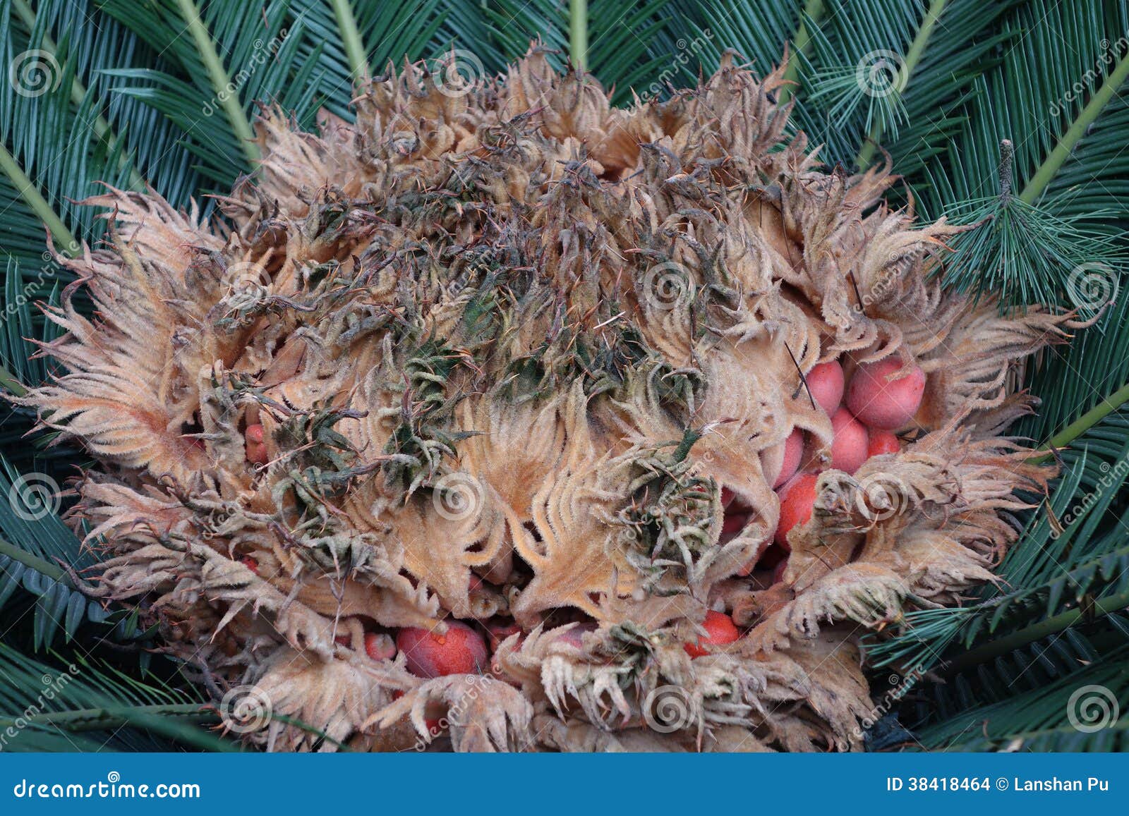 Cycas fruit stock photo. Image of mature, gymnosperms - 38418464