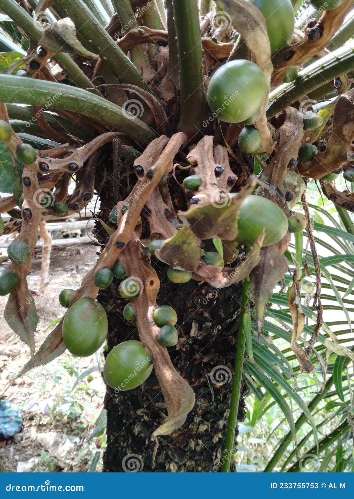 Cycas Micronesica Fruit Perched on a Tree in the Garden Stock Image ...
