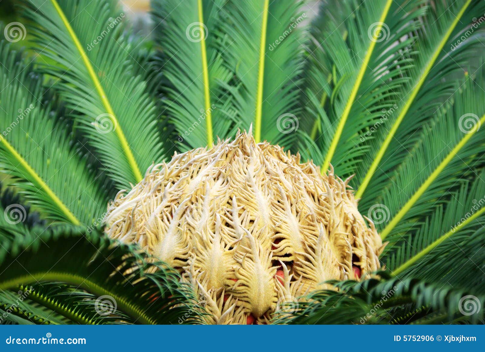 Cycas palm stock photo. Image of brown, open, leaf, macro - 5752906