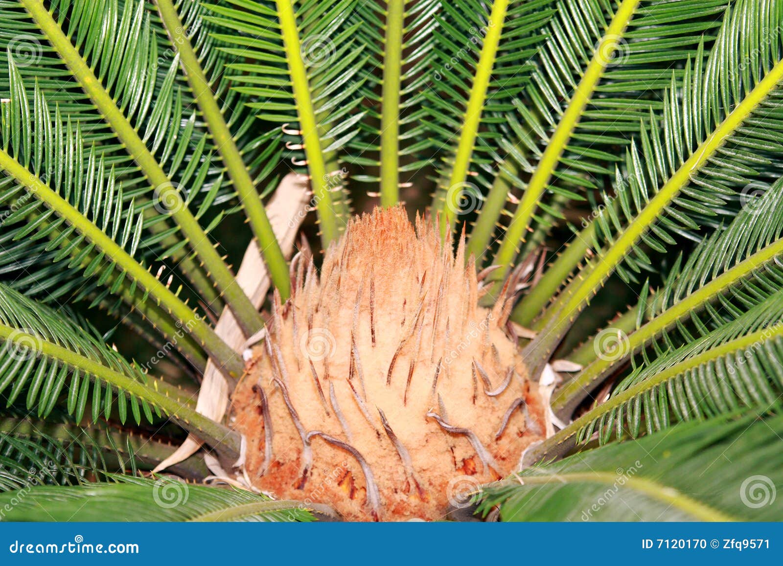 Cycas palm stock photo. Image of garden, plant, large - 7120170
