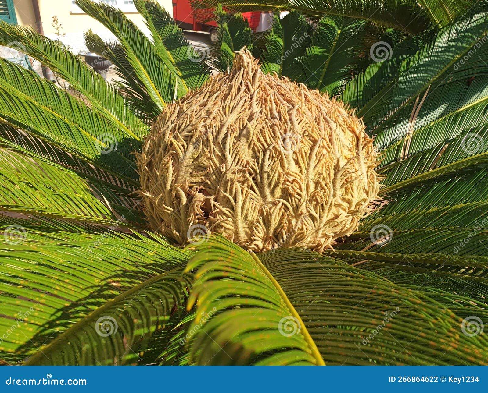 Cycas Palm Tree with Female Seeds Stock Photo - Image of bunch, long ...