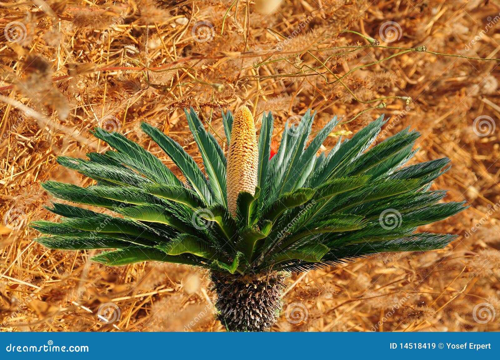 Cycas Revoluta stock image. Image of cycas, green, shiny - 14518419