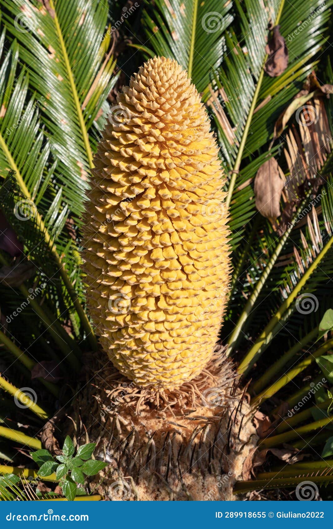 Cycas revoluta stock image. Image of closeup, botany - 289918655