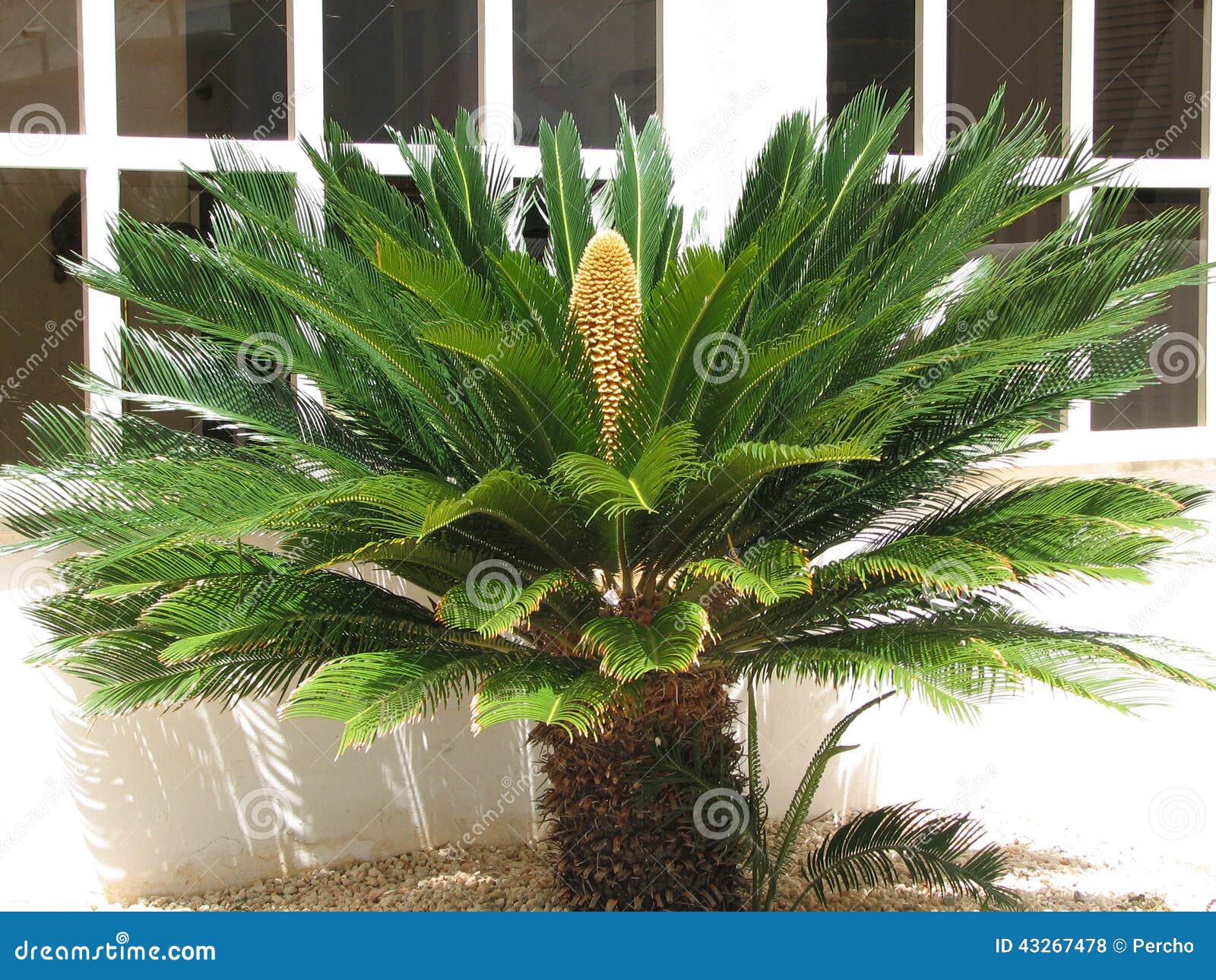 Cycas Revoluta photo stock. Image du centrale, nature - 43267478