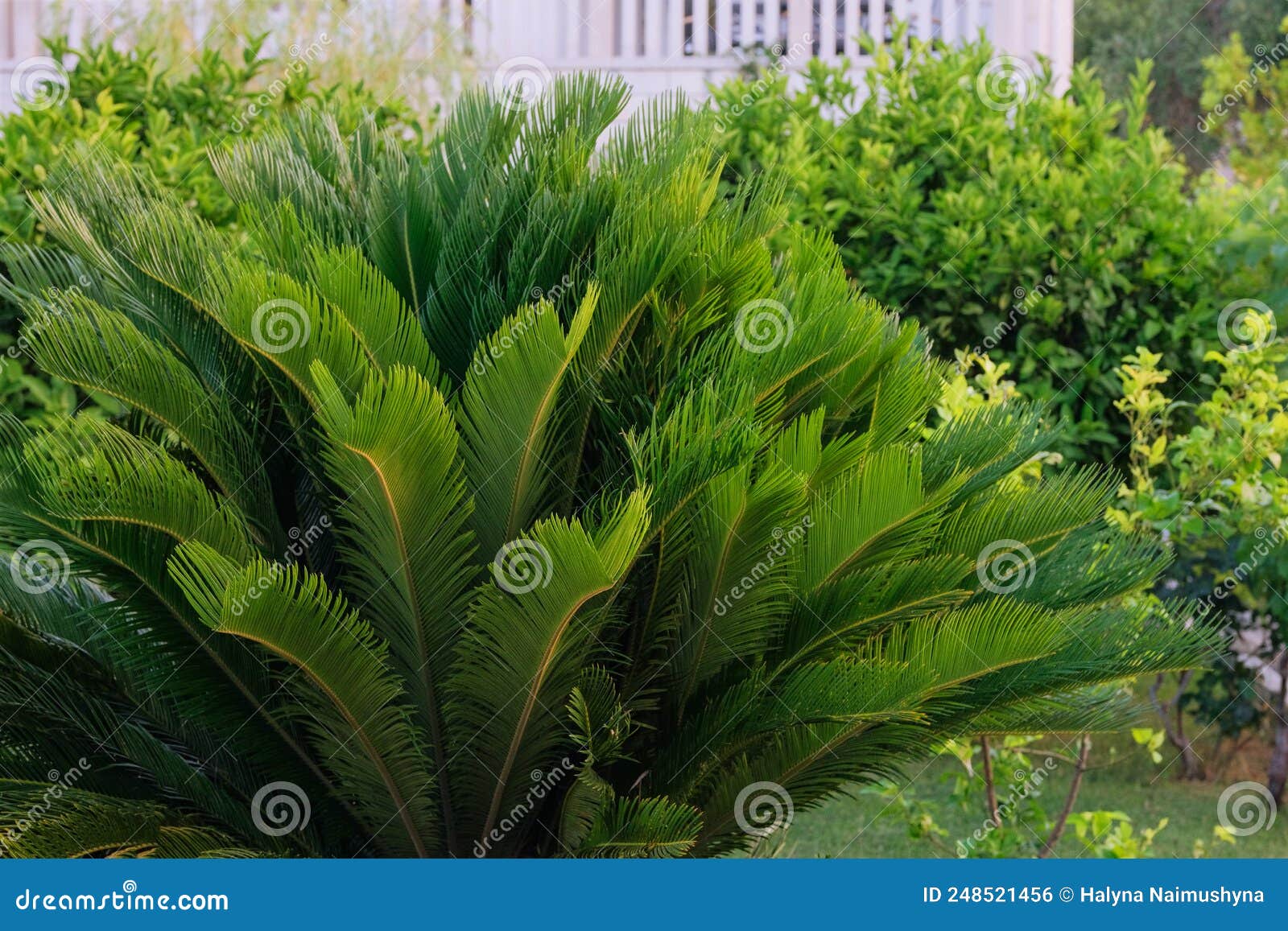 Cycas Revoluta. Green Palm Tree on Seashore. Vibrant Green Palm Leaves ... Cycas Revoluta. Green Palm Tree on Seashore. Vibrant Green Palm Leaves ...