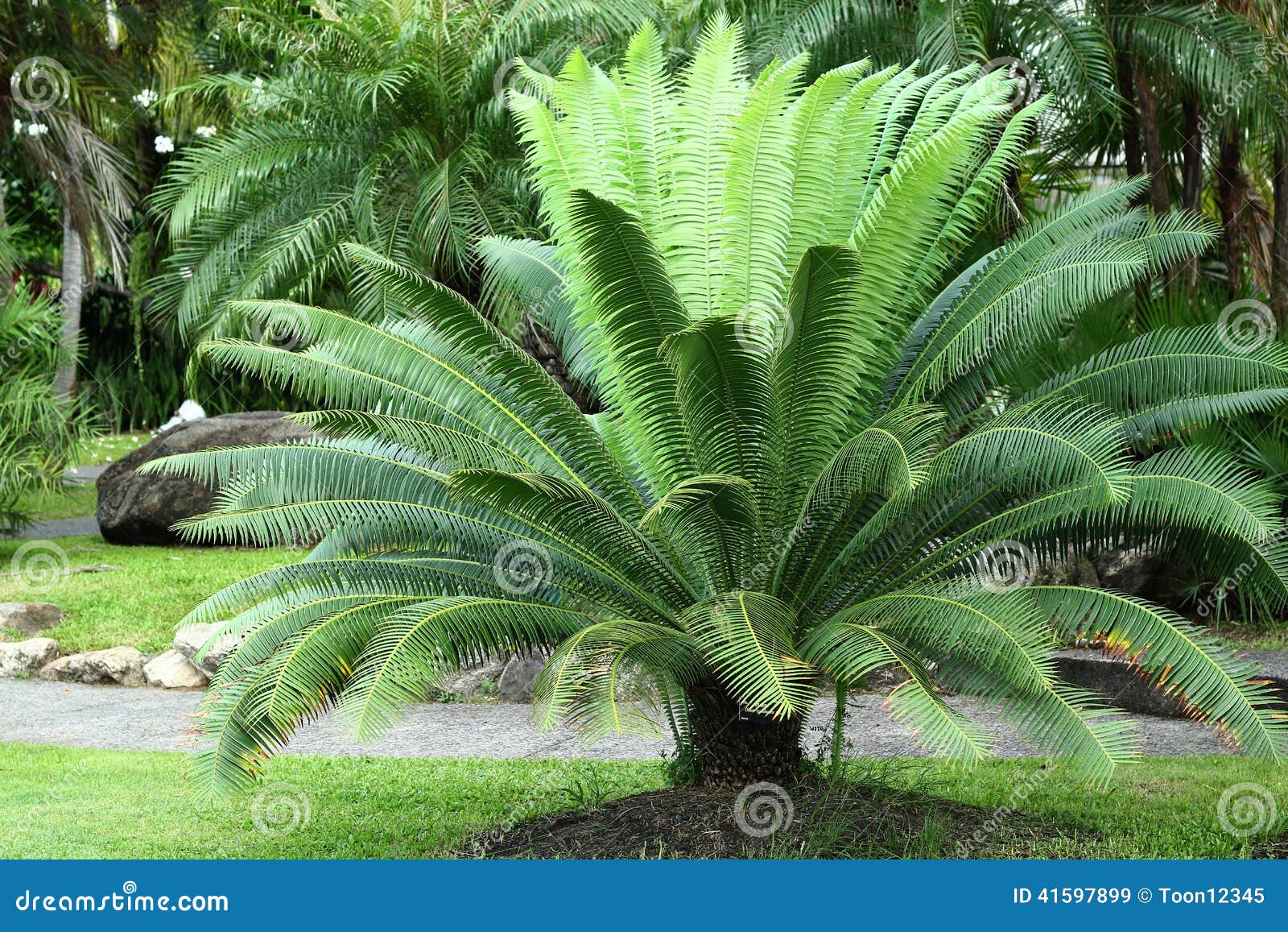 Cycas stock image. Image of revoluta, decorative, garden - 41597899