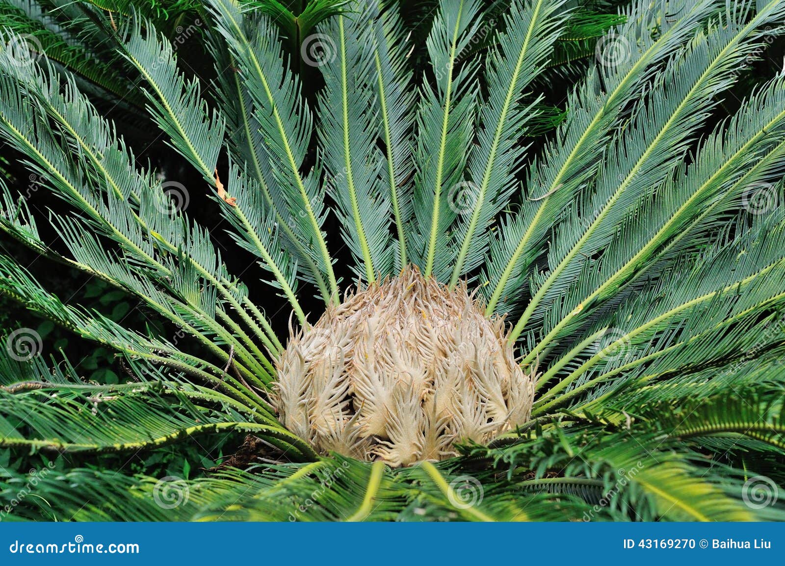 Cycas revoluta thunberg stock photo. Image of natural - 43169270