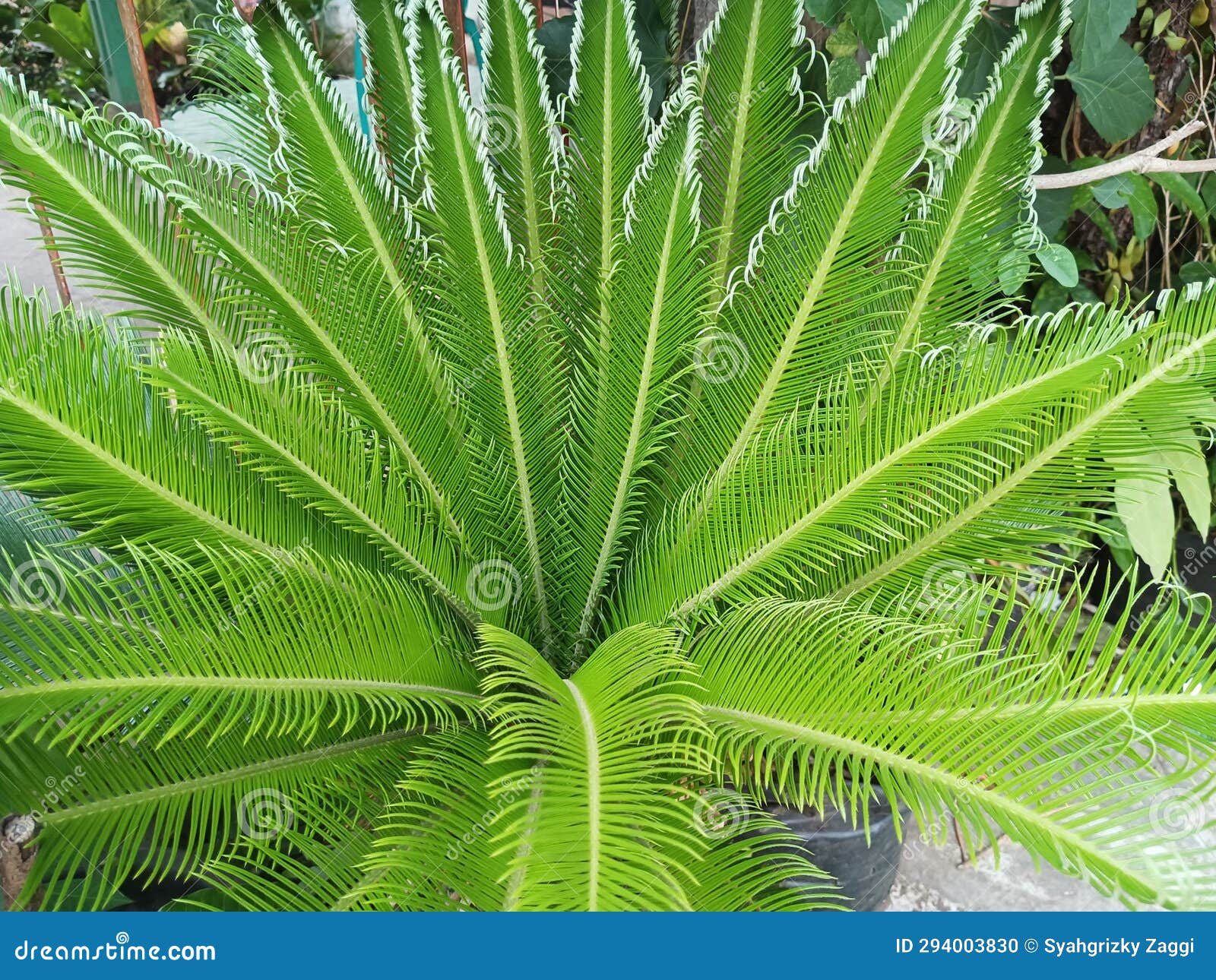 Cycas Rumphii Develops from Buds Stock Photo - Image of berkembang ...