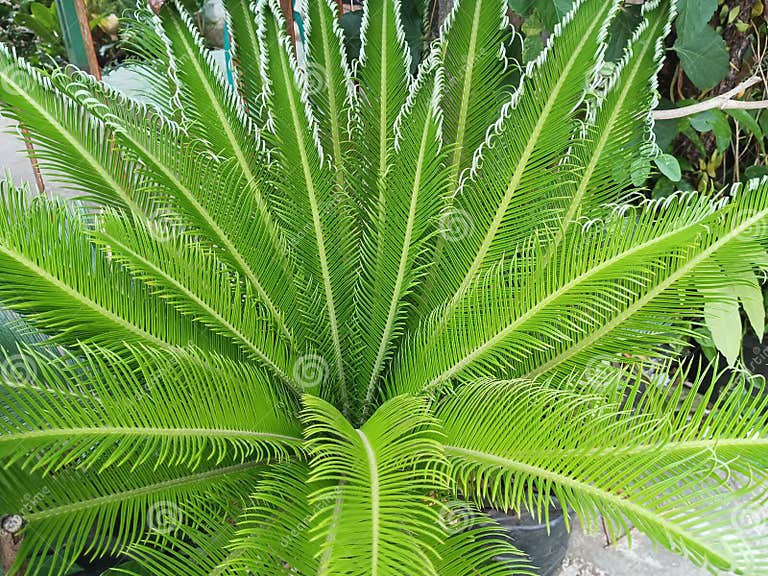 Cycas Rumphii Develops from Buds Stock Photo - Image of berkembang ...