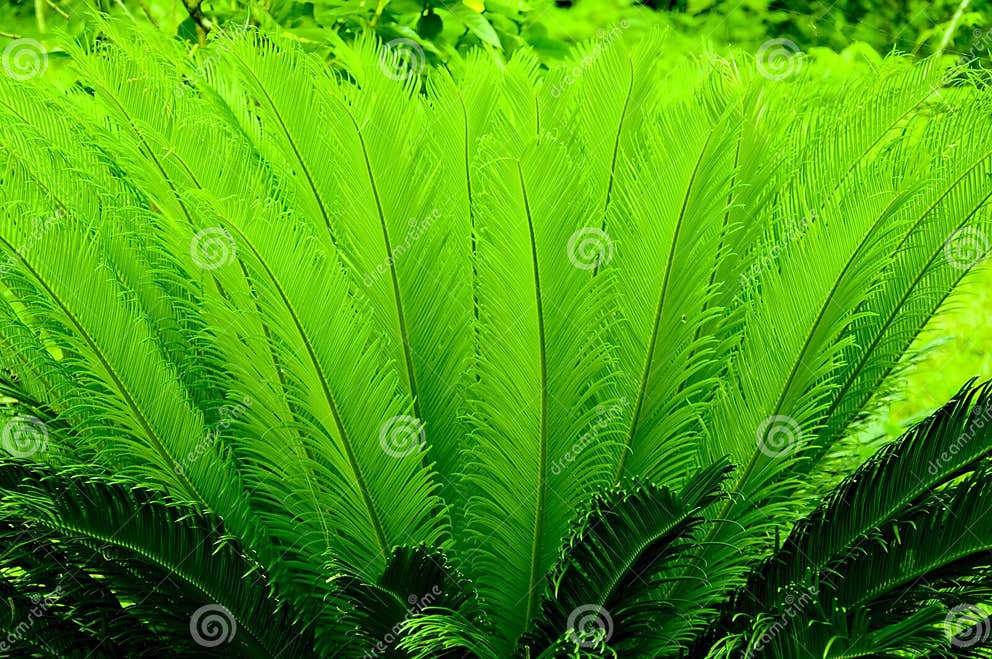Cycas tree stock photo. Image of bloom, beautiful, colour - 17103224