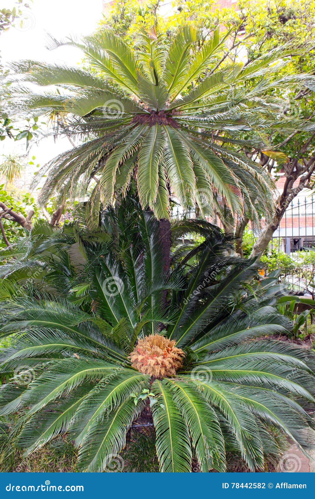 Cycas tree with flower stock photo. Image of flower, closeup - 78442582