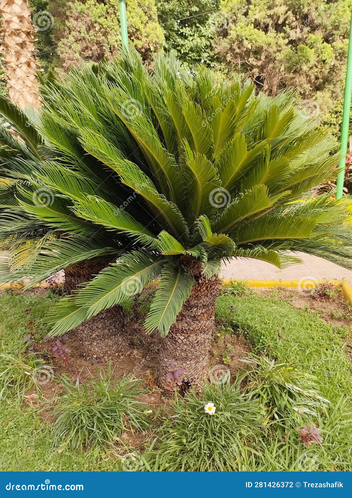 Cycas tree, palm tree . stock photo. Image of plant - 281426372