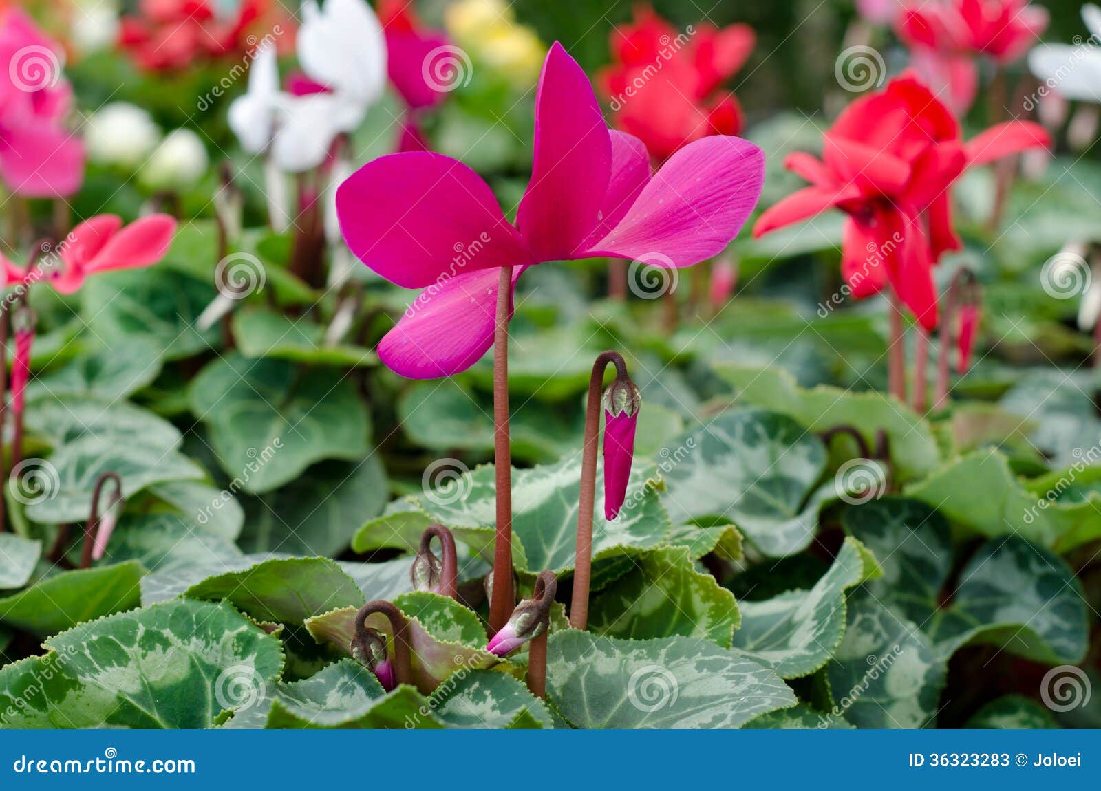 Cyclaam stock afbeelding. Image of platteland, landelijk - 36323283