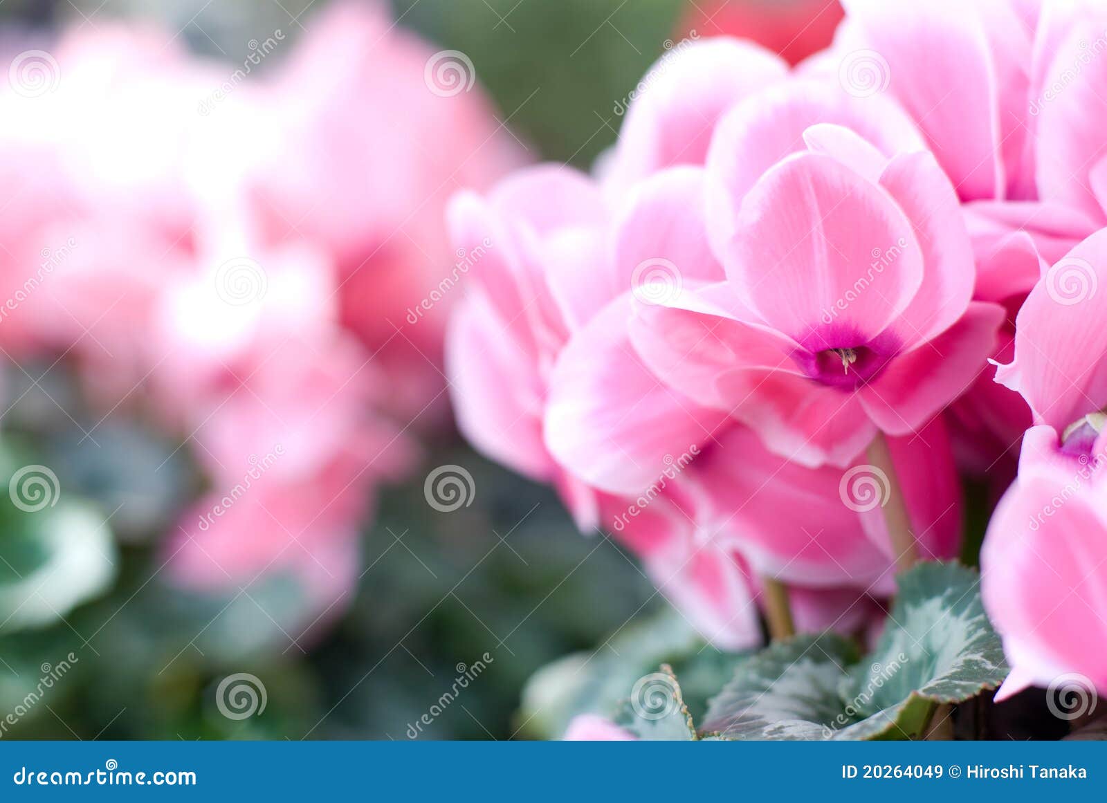 Cyclamen stock image. Image of petal, botanical, color - 20264049