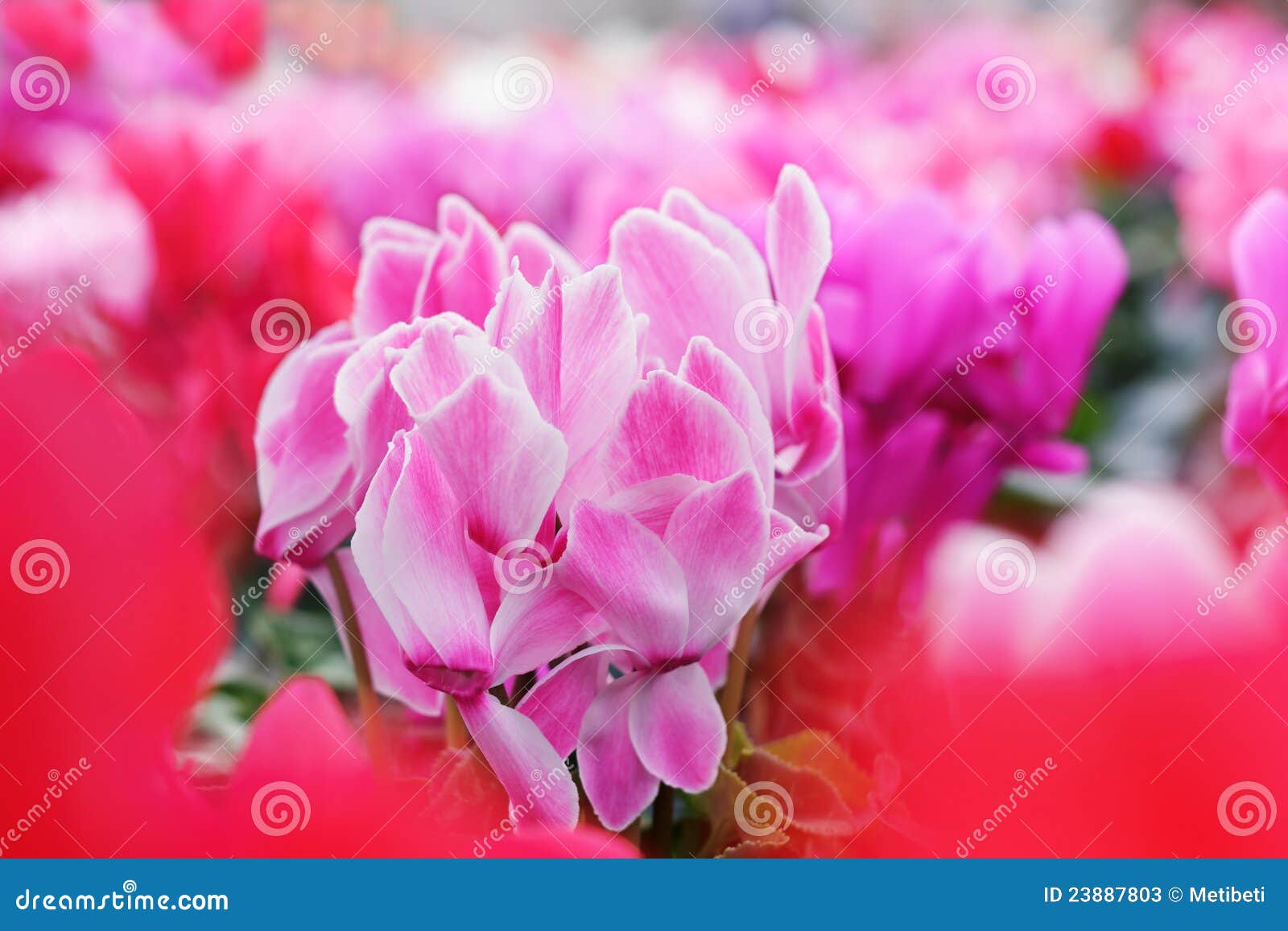 Cyclamen stock image. Image of colored, color, pink, multi - 23887803