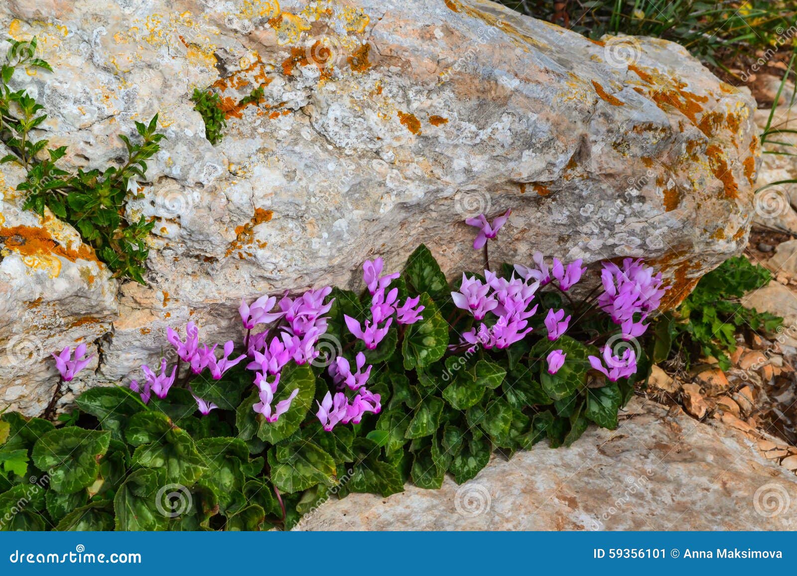 Cyclamen stock image. Image of travel, purple, israel - 59356101