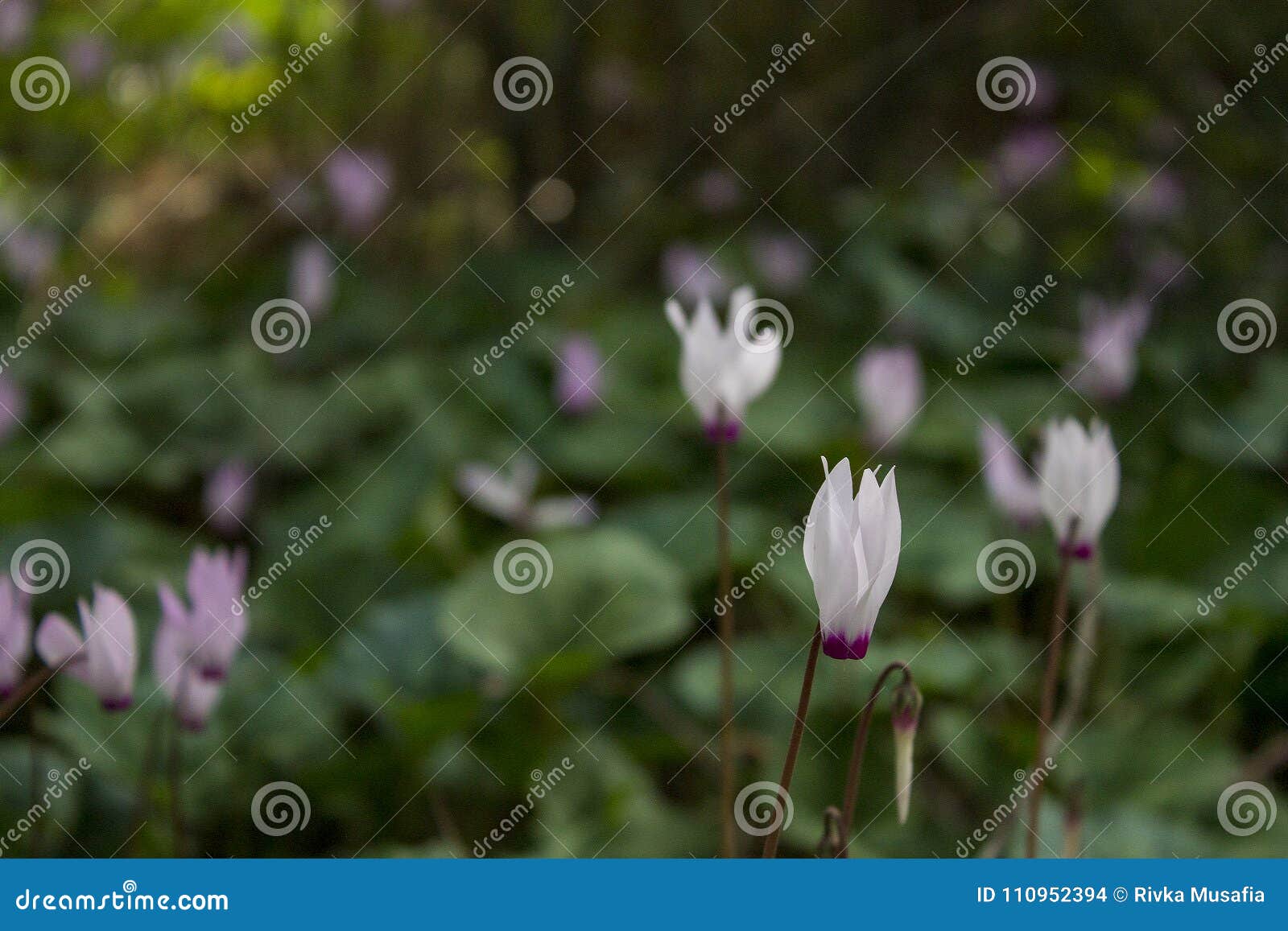 The Cyclamen Blooming in Israel Stock Photo - Image of petal, bloom ...