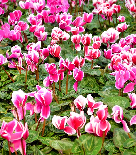 Cyclamen Flowers stock photo. Image of fern, garden, fall - 26599920