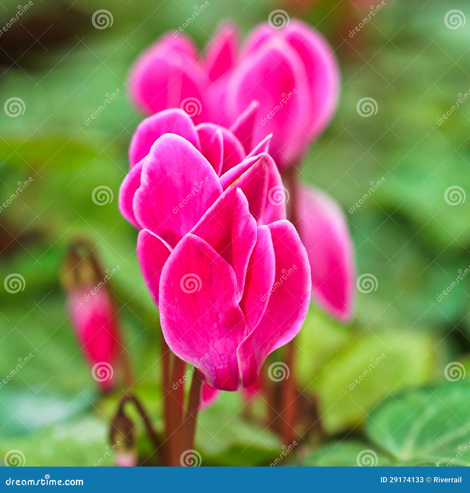 Cyclamen flowers stock image. Image of flower, grass - 29174133