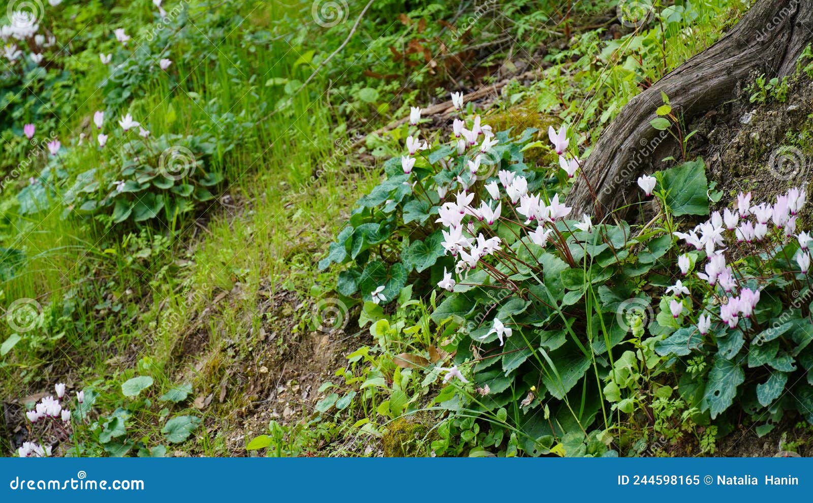 Cyclamen Persicum Grows in a Forest in Israel Stock Image - Image of ...