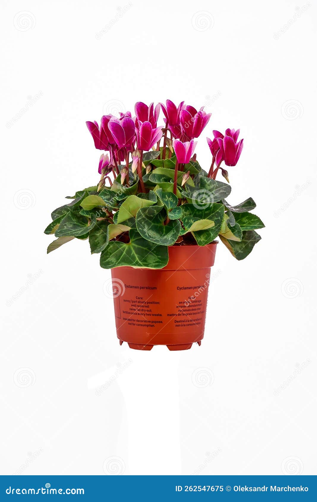 Cyclamen Persicum in an Orange Pot on a White Background Stock Image ...