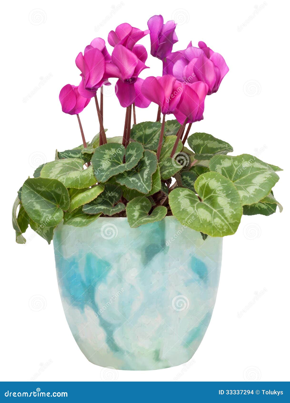 Cyclamen in a pot stock photo. Image of cyclamen, closeup - 33337294