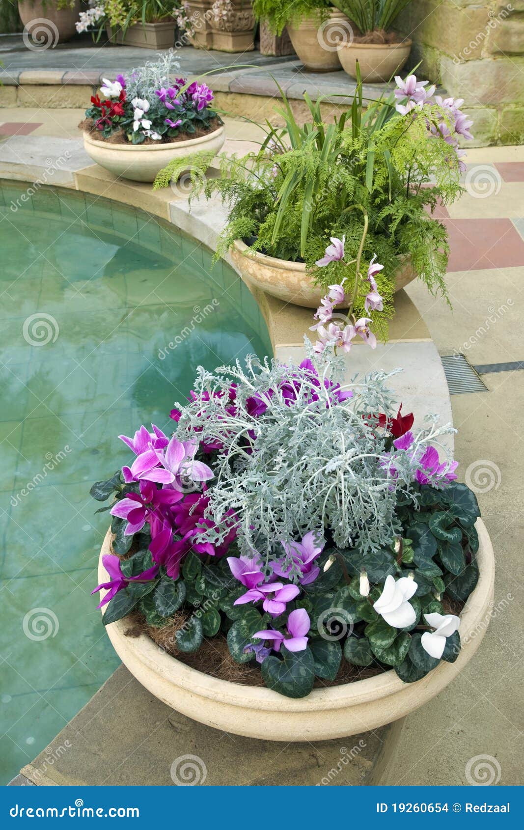 Cyclamen Pots Ferns and Pool Stock Photo - Image of bloom, blooming ...