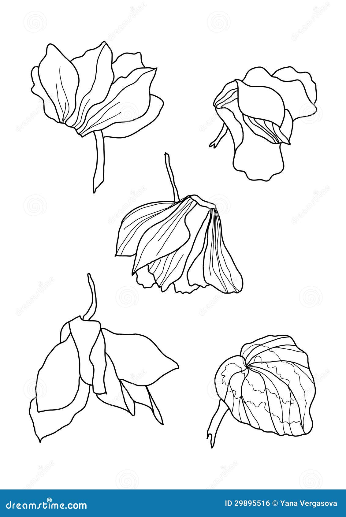 Cyclamens pen drawing set stock vector. Illustration of sketch - 29895516
