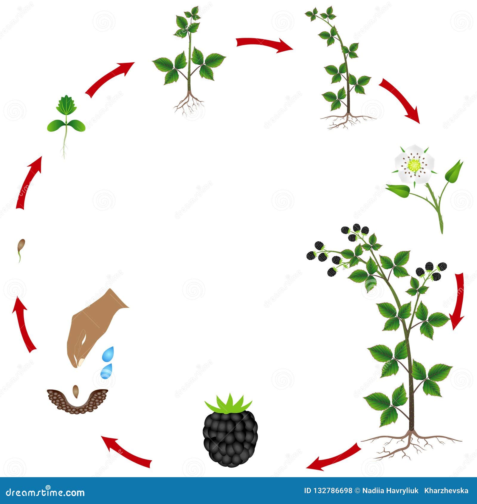 Cycle of a Blackberry Plant Growth Isolated on White Background. Stock ... Cycle of a Blackberry Plant Growth Isolated on White Background. Stock ...
