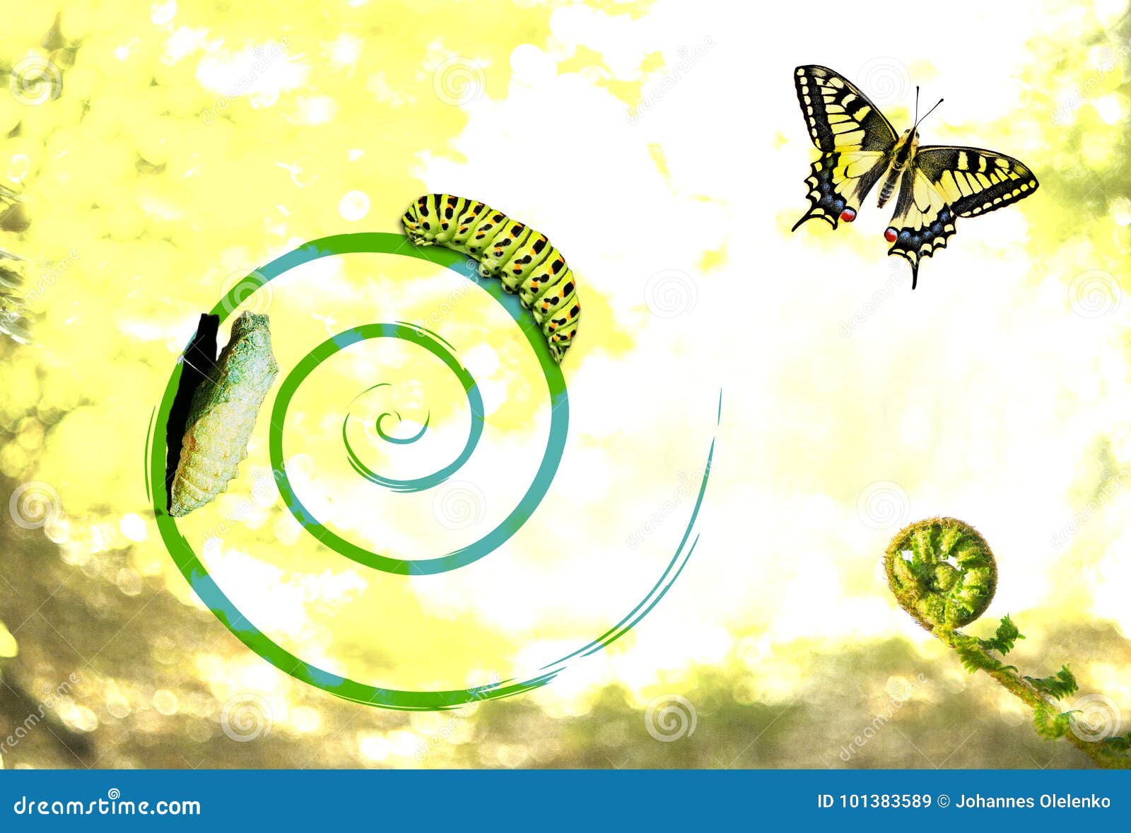 Cycle de transformation image stock. Image du papillon - 101383589