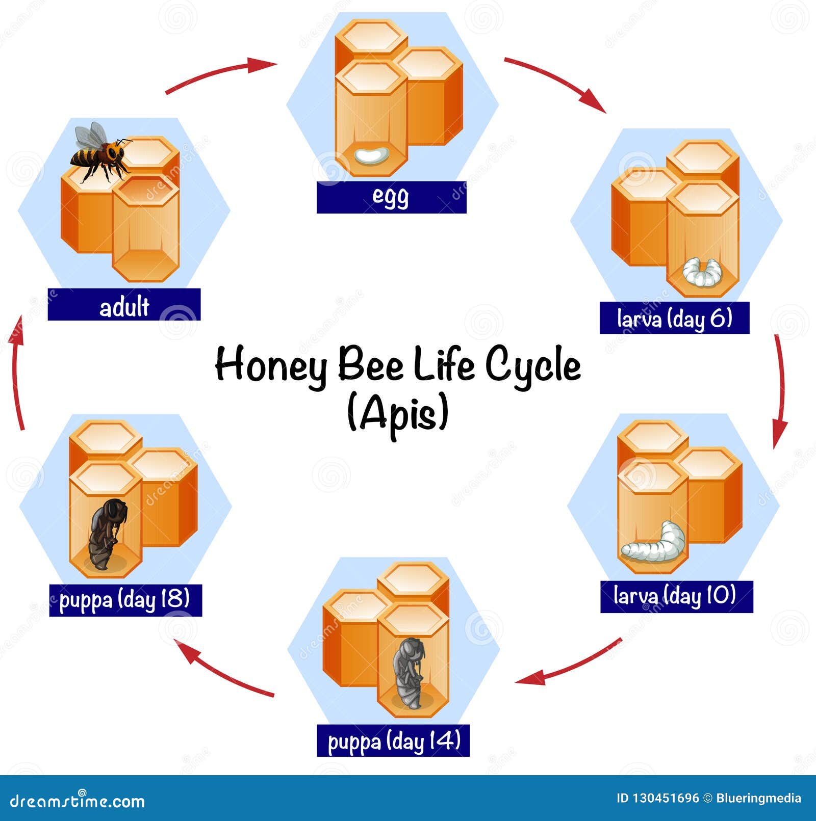 Cycle De Vie D'abeille De Miel De La Science Illustration de Vecteur ...