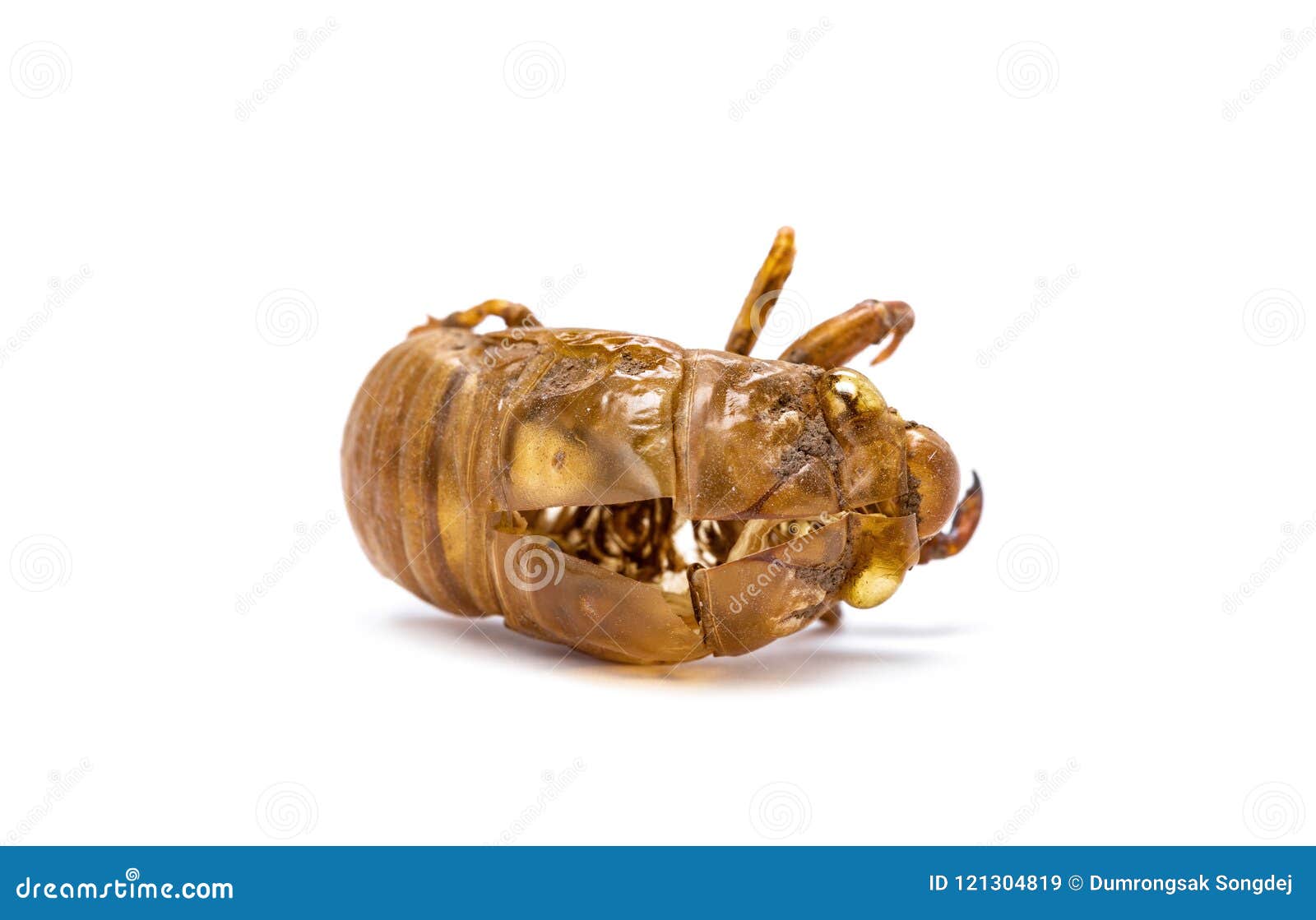 Cycle De Vie D'insecte, Mue De Cigale Image stock - Image du porté ...