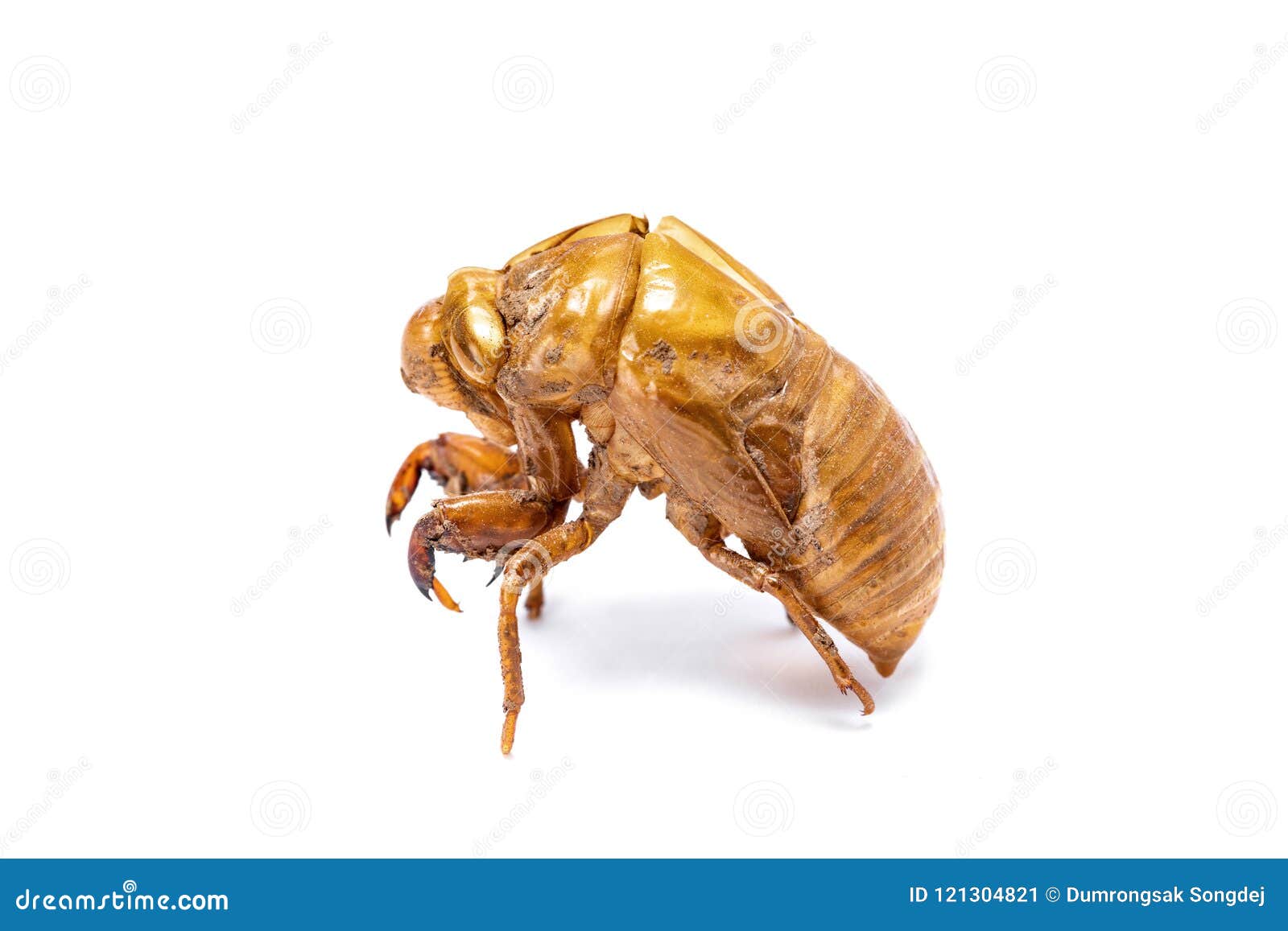 Cycle De Vie D'insecte, Mue De Cigale Image stock - Image du mouche ...